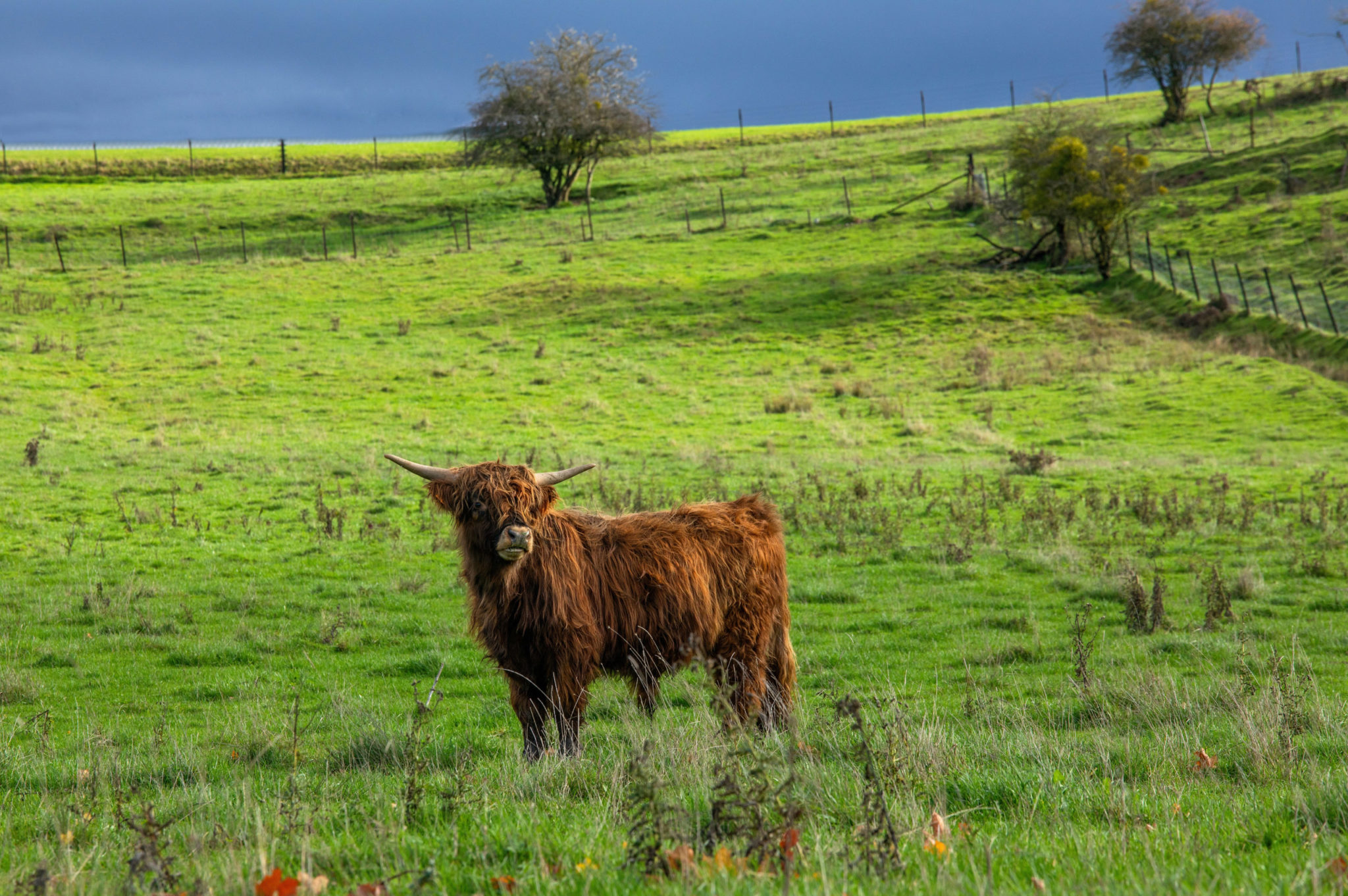 Rinderrassen – Naturschutzfleesch